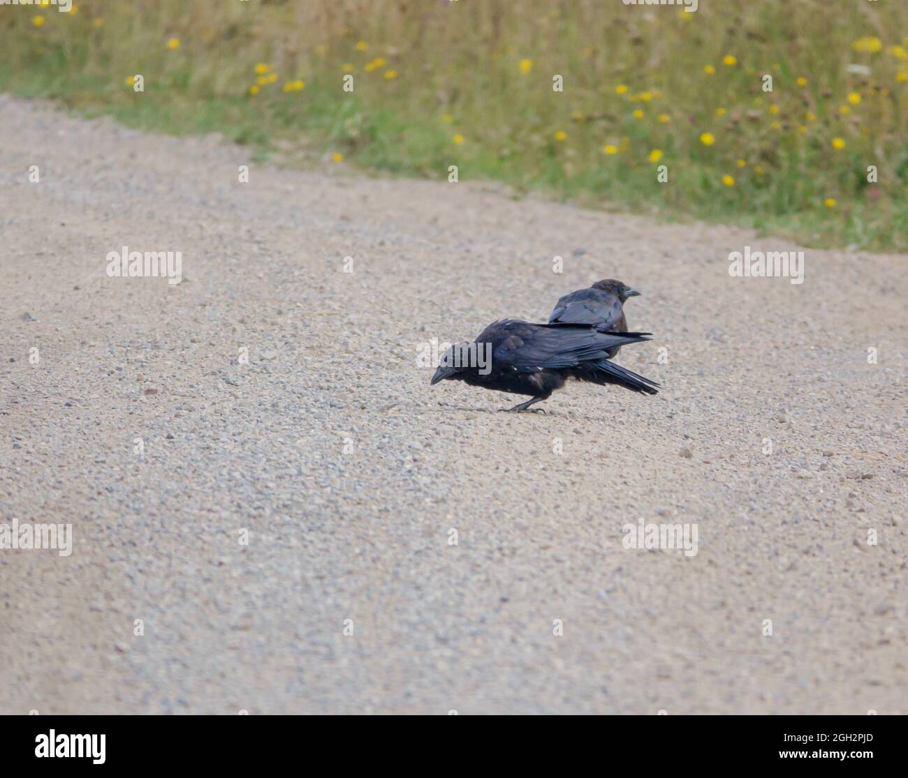 Two carrion crows corvus common hi-res stock photography and images - Alamy
