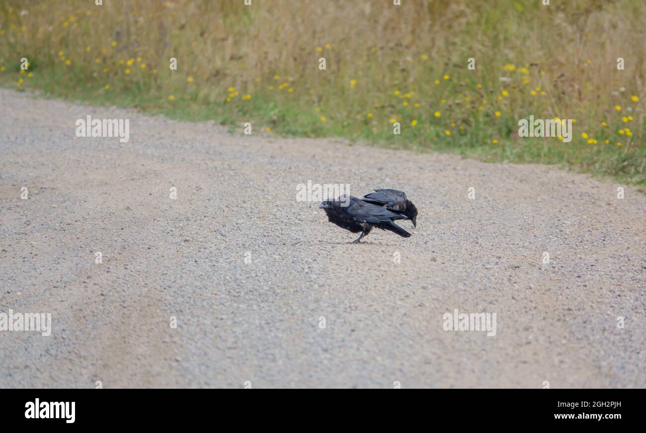 Crow track hi-res stock photography and images - Alamy