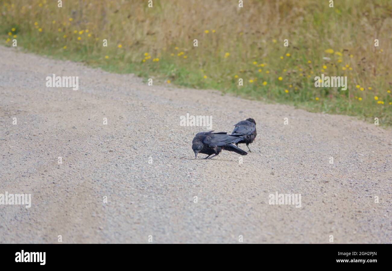 two crows (corvus, corvii) feeding from a gravel stone track in ...