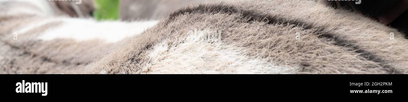 Black stripe through white and grey hair on back of donkey Stock Photo ...