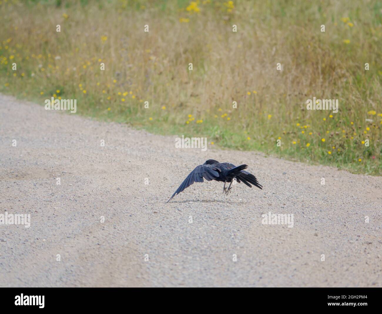 a crow (corvus) takes flight from a gravel stone track in Wiltshire, UK ...