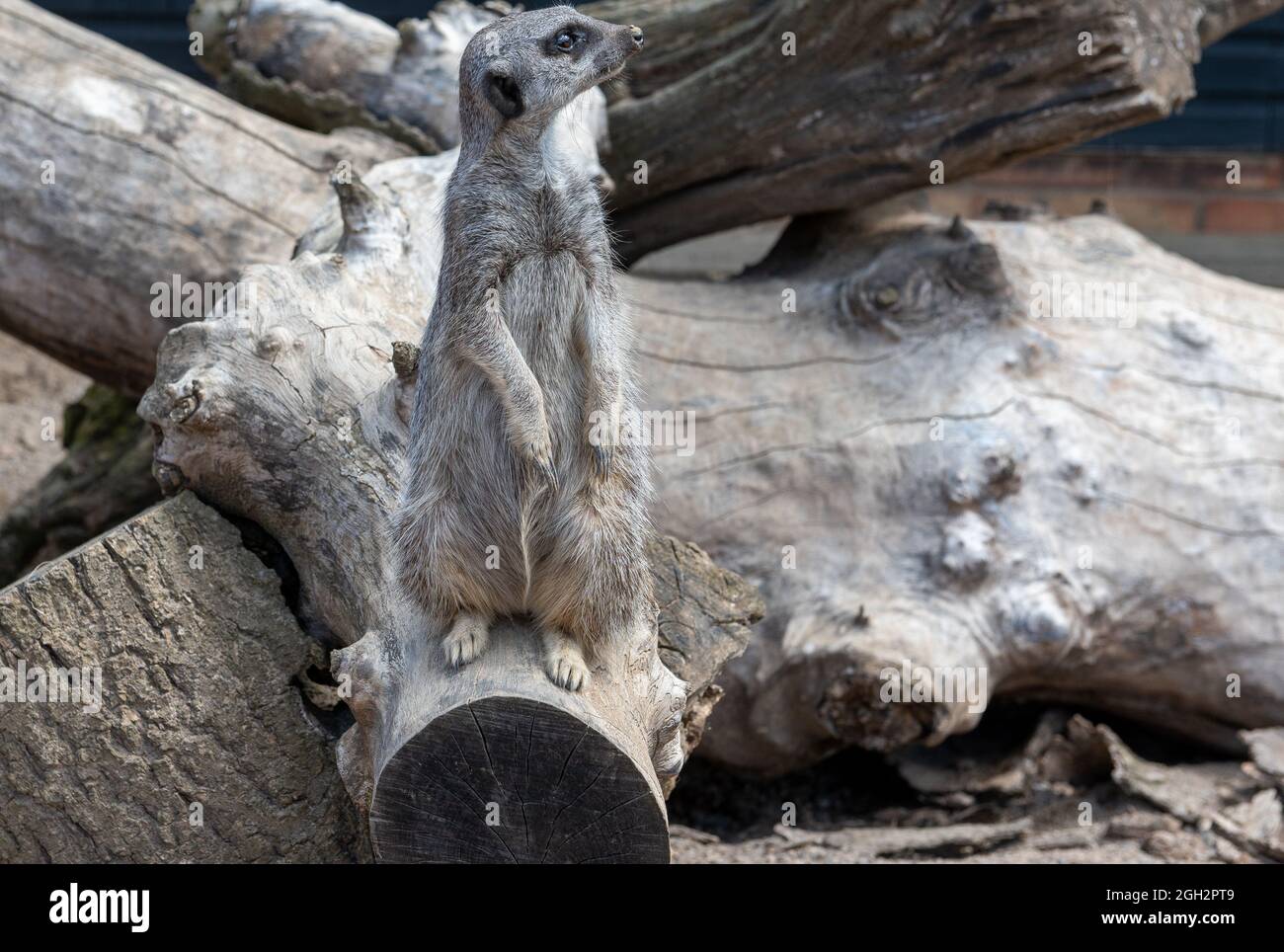 Morpeth uk hi-res stock photography and images - Alamy