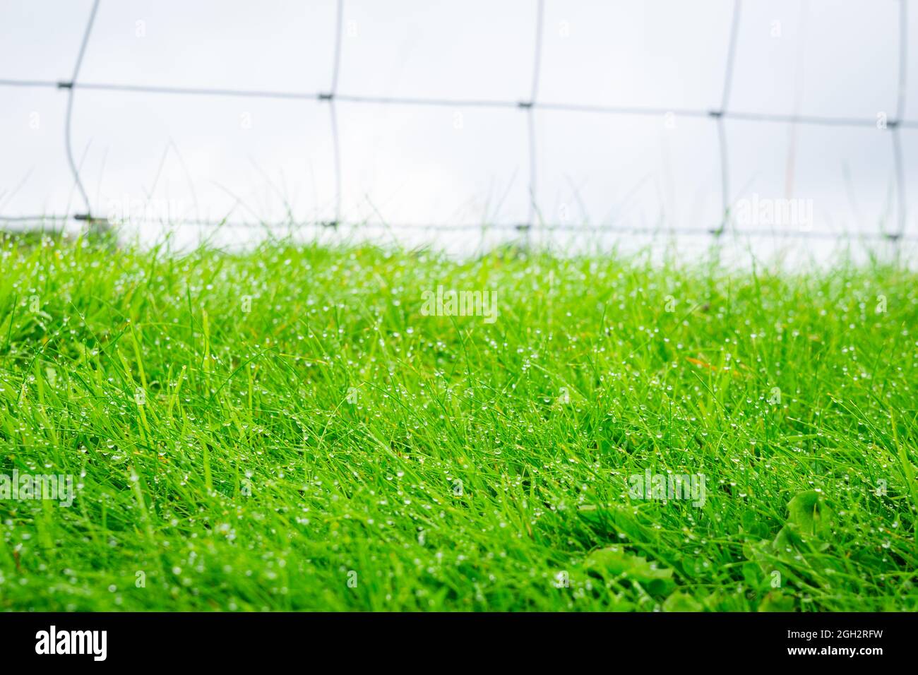 Green grass covered with early morning dew drops taken at ground level ...