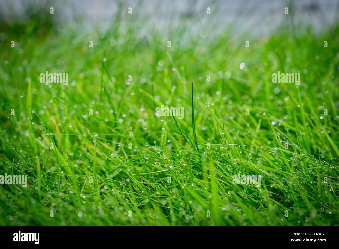 Green grass covered with early morning dew drops taken at ground level ...