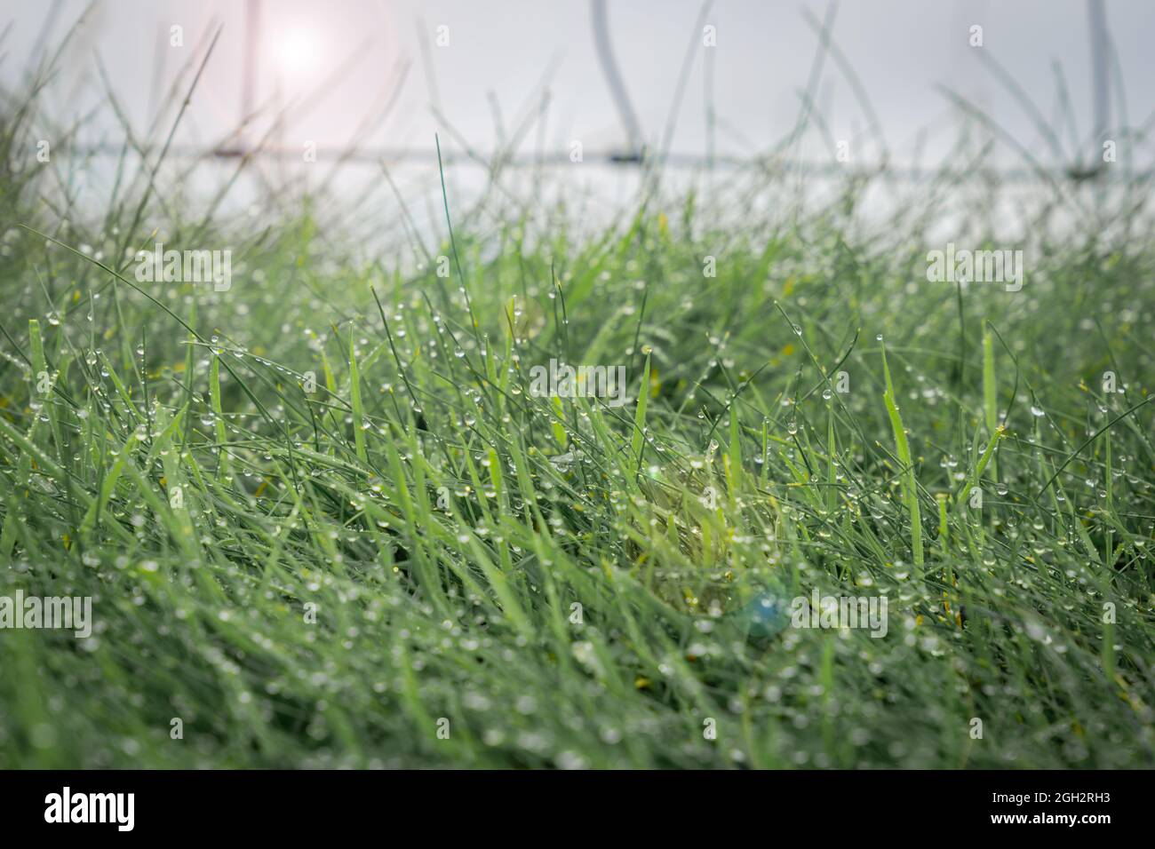 Green grass covered with early morning dew drops taken at ground level ...