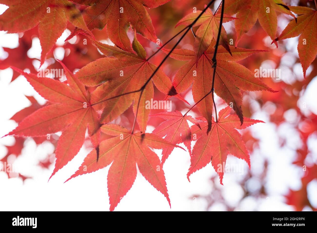 Beautiful fall foliage hi-res stock photography and images - Alamy