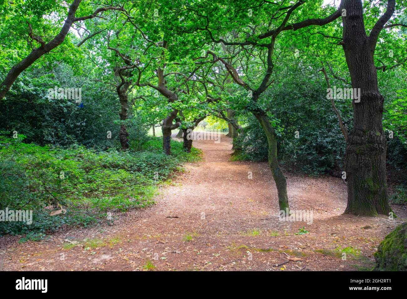 Epping Forest shady walks through and between dark trunks of oak trees ...