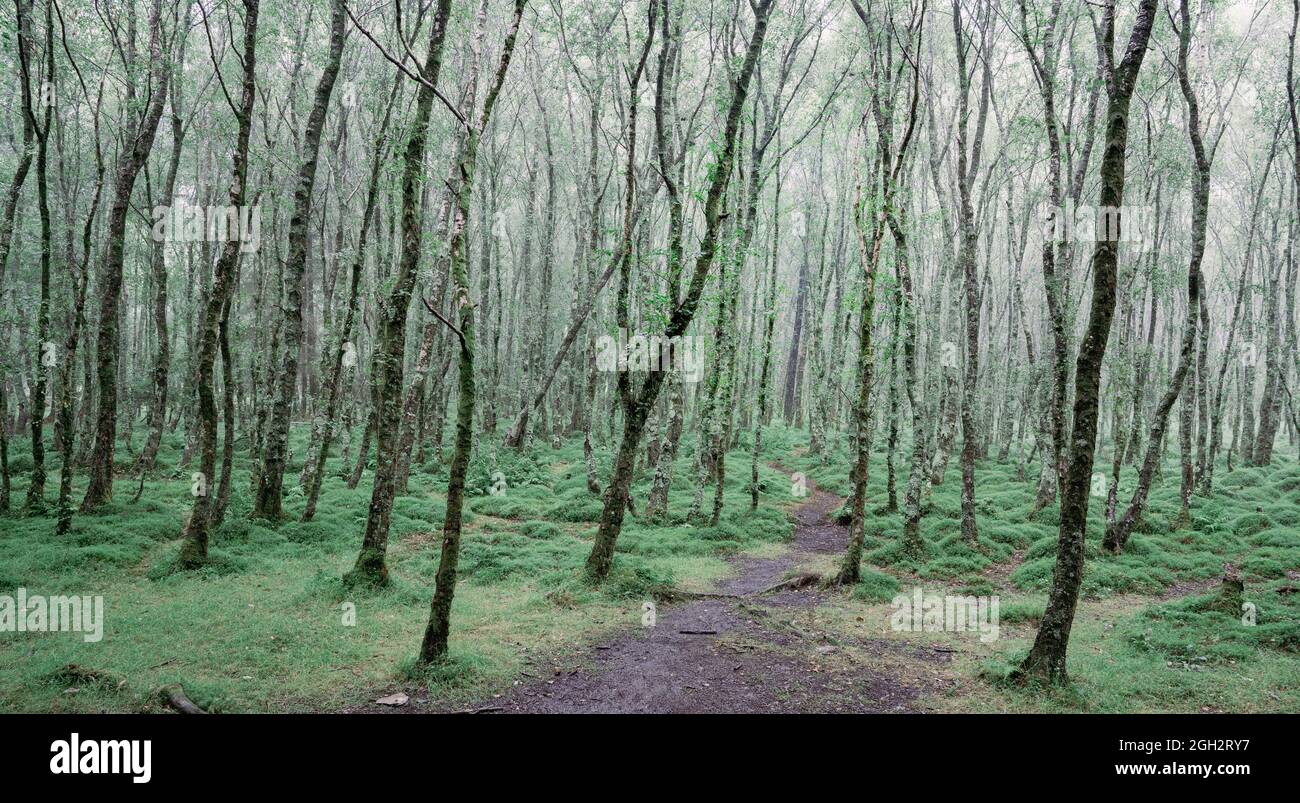Natural landscape of tall spindly trees with low green ground cover and ...