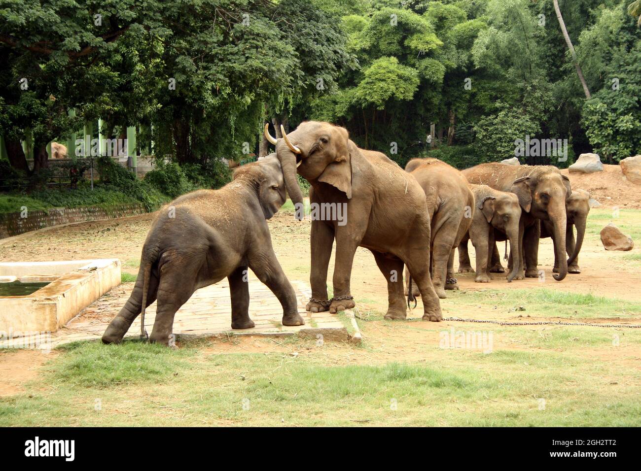 Elephants playing in Mysore Zoo Stock Photo - Alamy