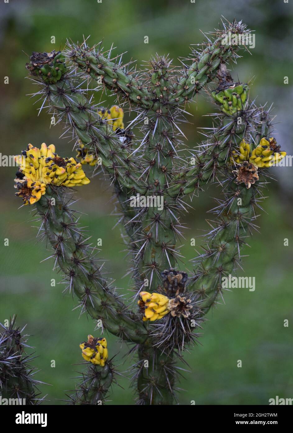 Tree-cholla with yellow Fruits Stock Photo - Alamy