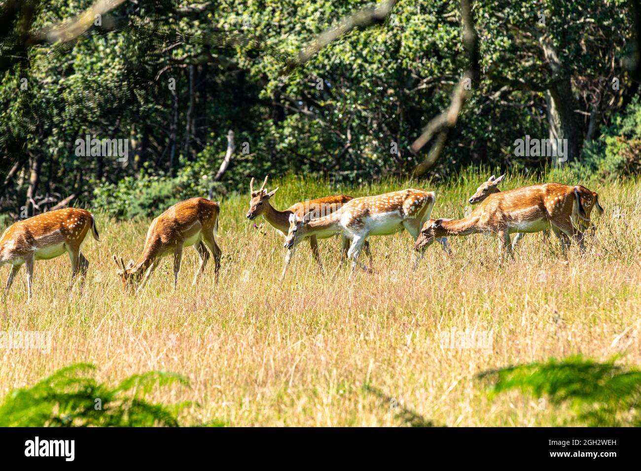 New Forest, National Park, UK Stock Photo - Alamy