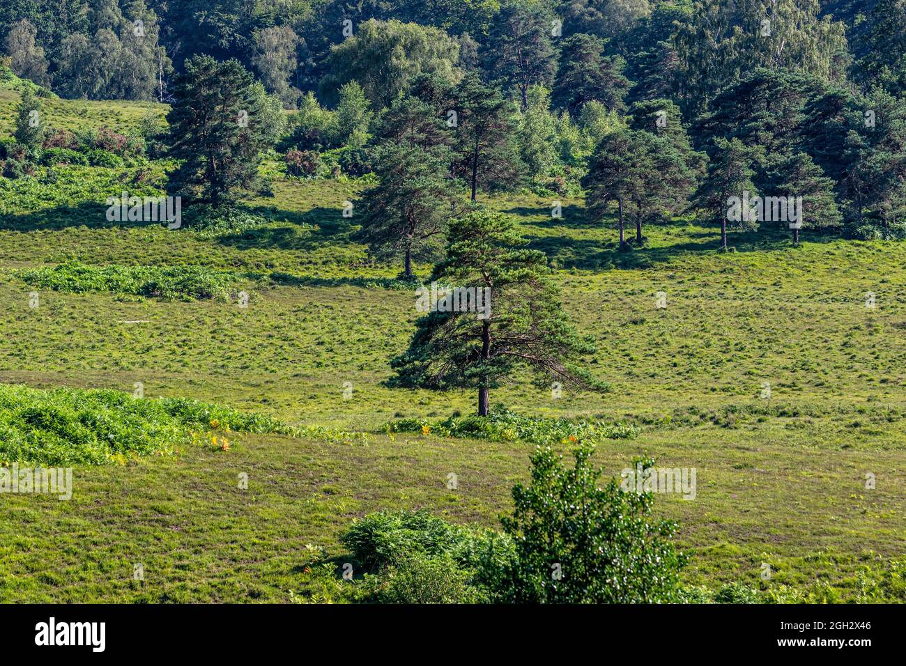 Beautiful view footage of the nature and landscape taken in London ...