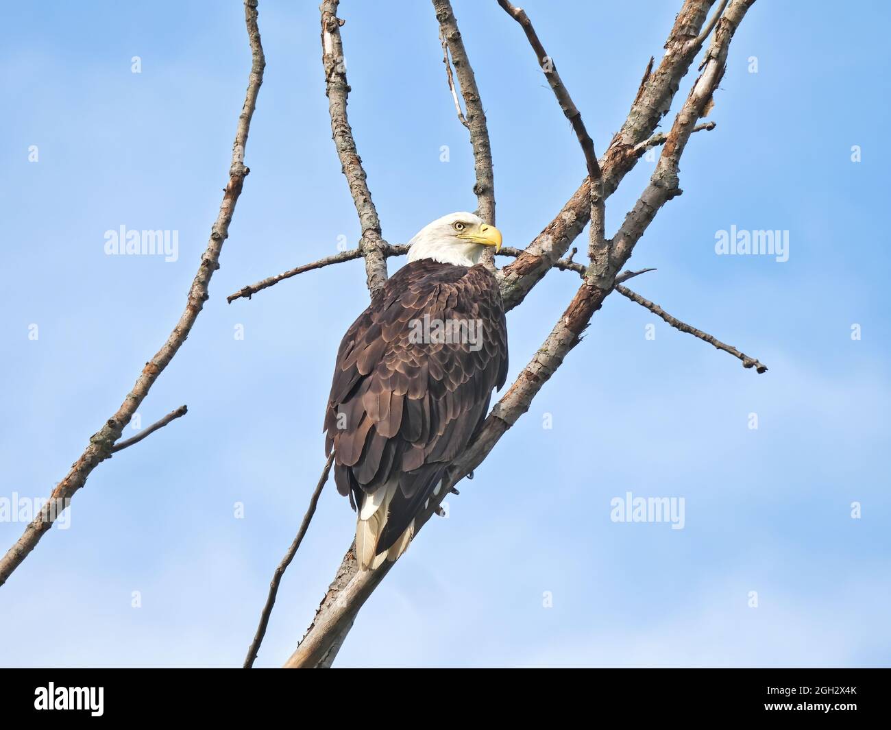 American Bald Eagle: An American bald eagle looks to the side while ...