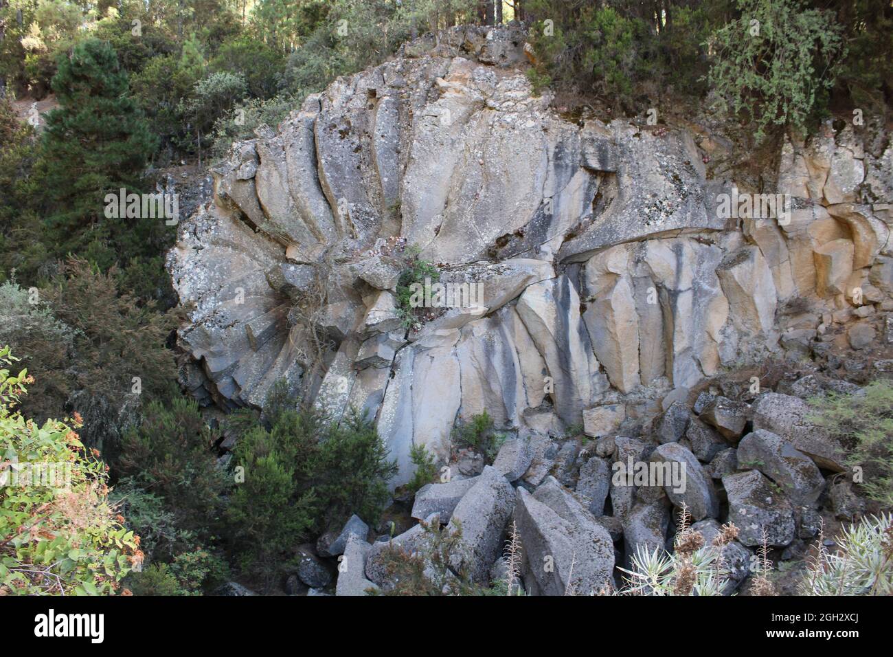 Flor rosa de la roca hi-res stock photography and images - Alamy