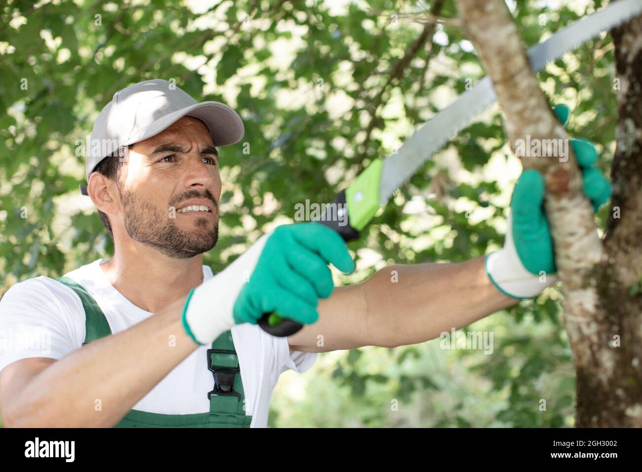 man saws sawing a tree branch Stock Photo - Alamy
