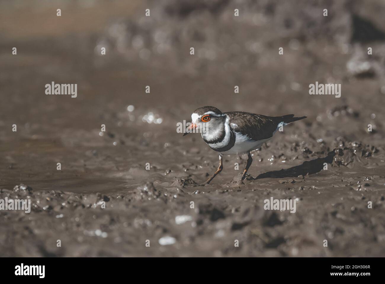 Three banded plover, (Charadrius tricollaris), Kriger National Park ...