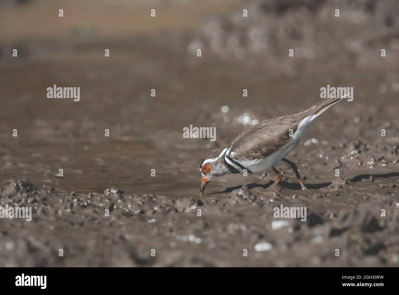 Three banded plover, (Charadrius tricollaris), Kriger National Park ...
