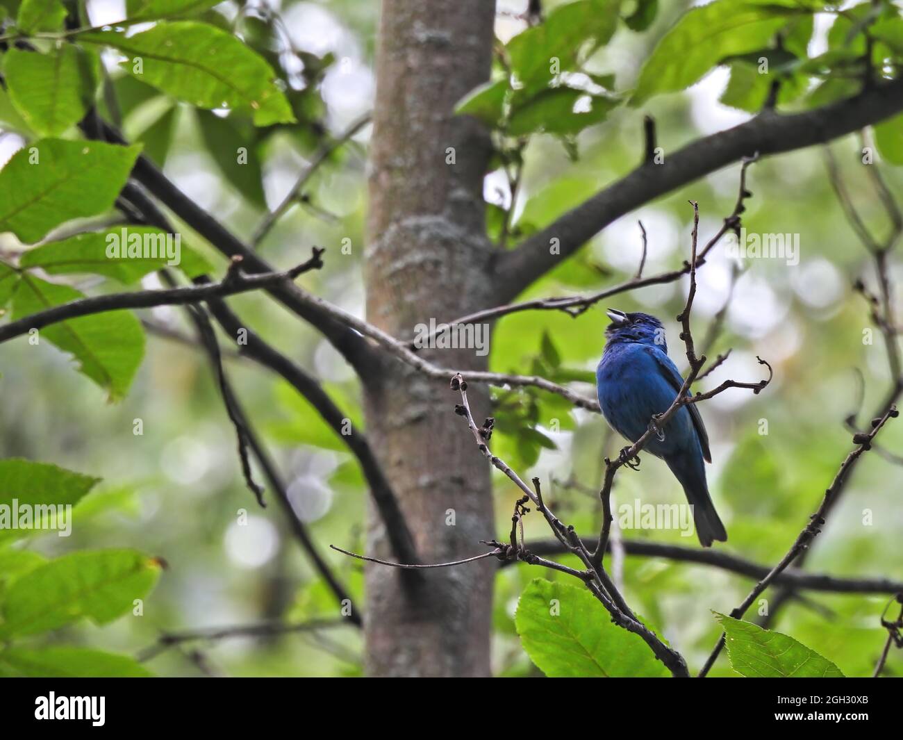 Indigo Bunting Bird in Forest: A brilliant blue Indigo bunting bird ...