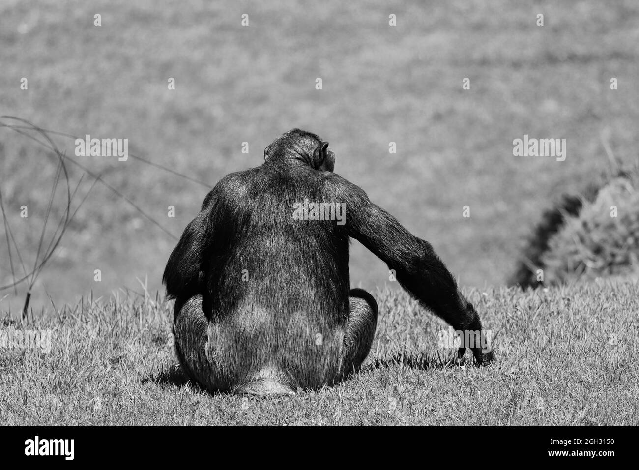 Grayscale shot of a chimpanzee back view sitting in an open field Stock ...
