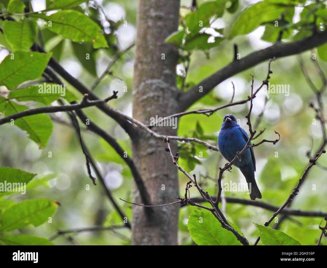 Stunning Dark Blue Indigo Bunting Bird Perched on Tree Branch with ...