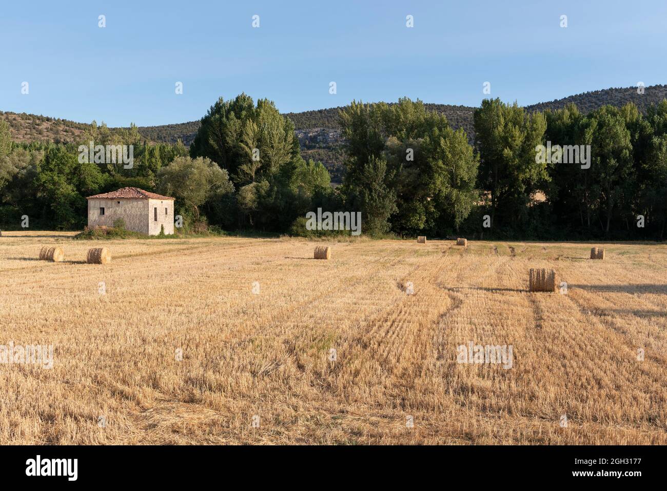 Wheat fodder hi-res stock photography and images - Alamy