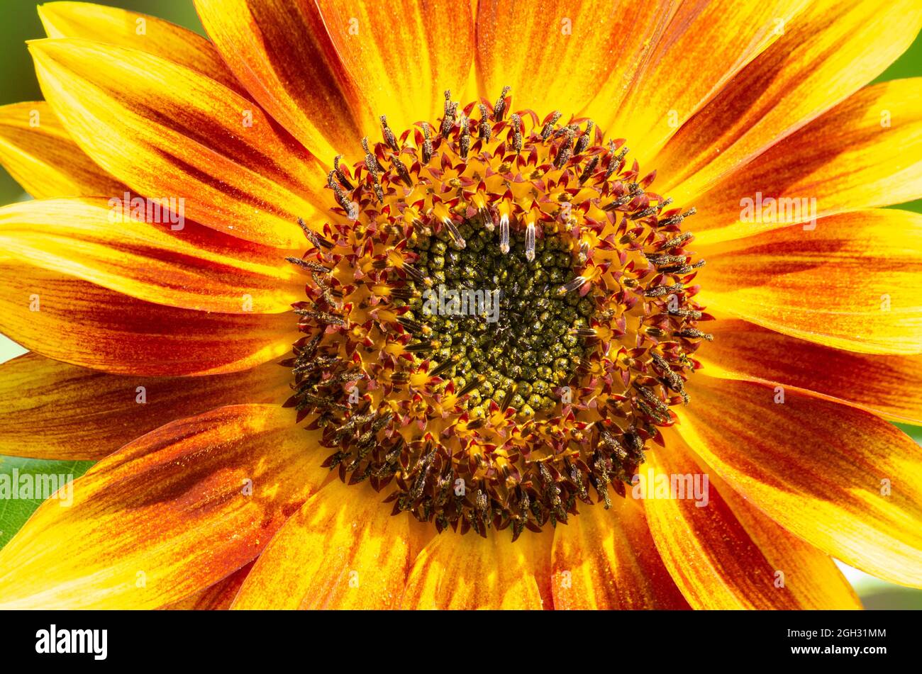 closeup of a orange and yellow sunflower Stock Photo - Alamy