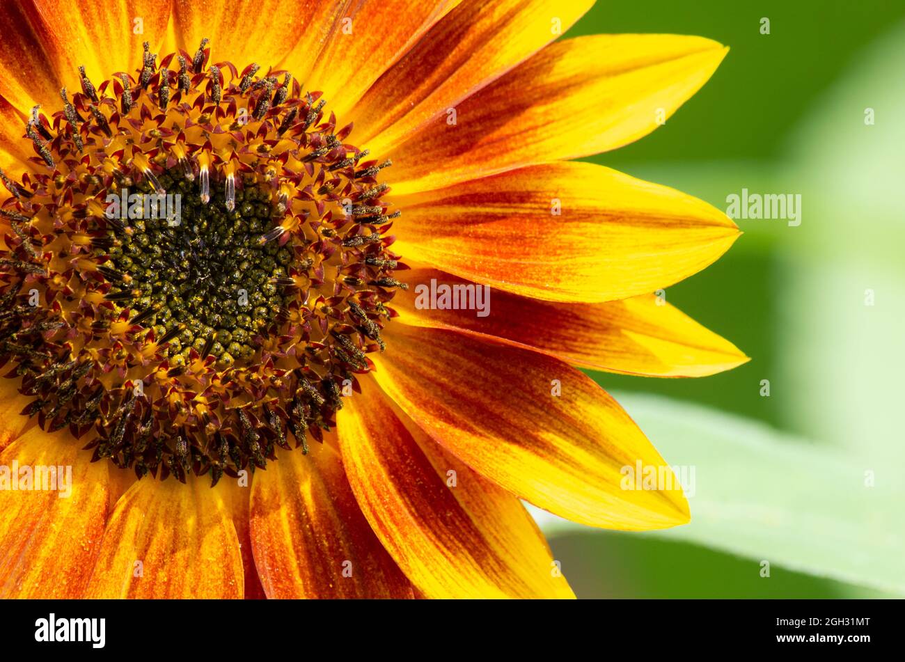 Closeup of the sunflower hi-res stock photography and images - Alamy