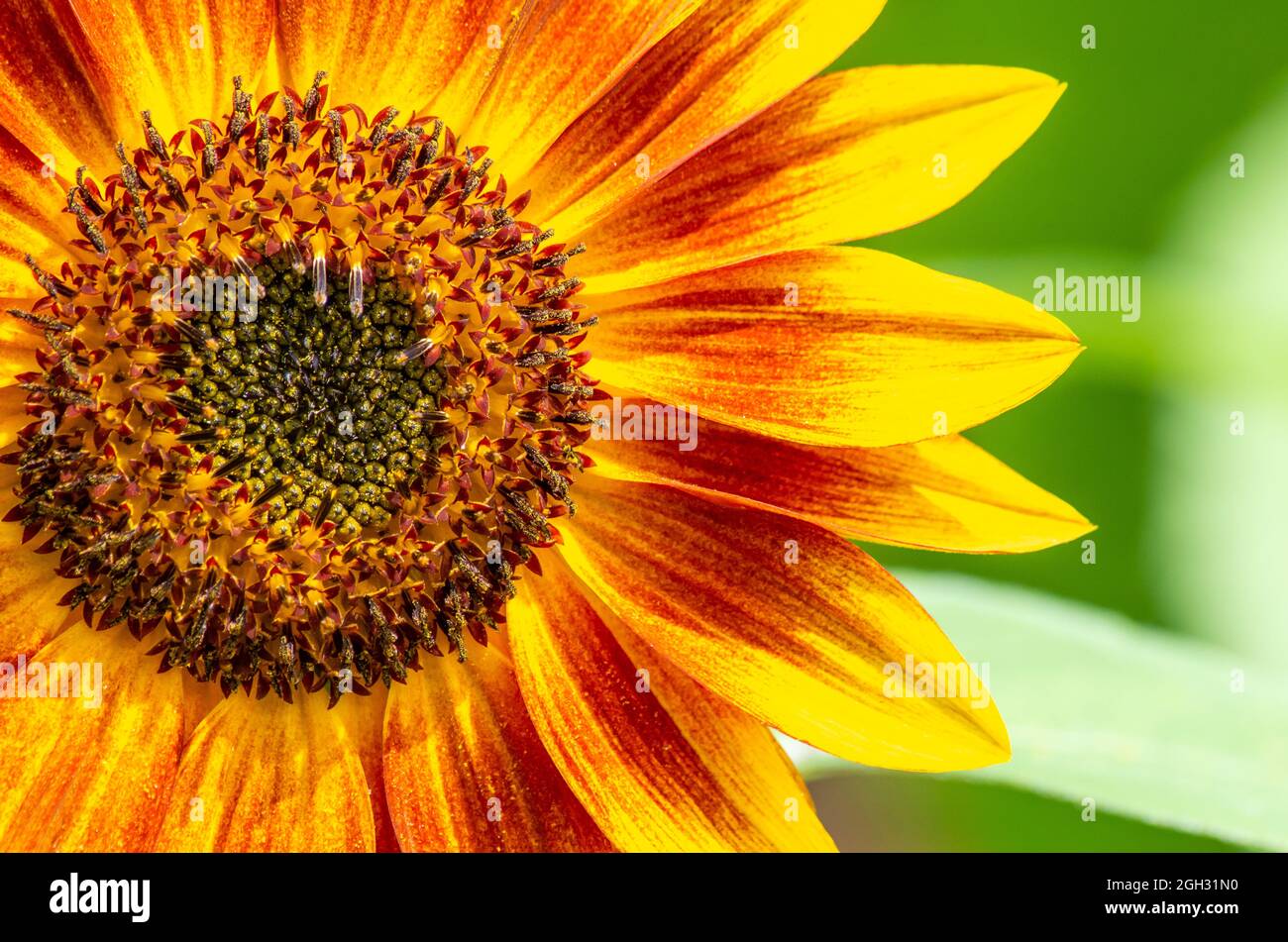 closeup of a orange and yellow sunflower Stock Photo - Alamy
