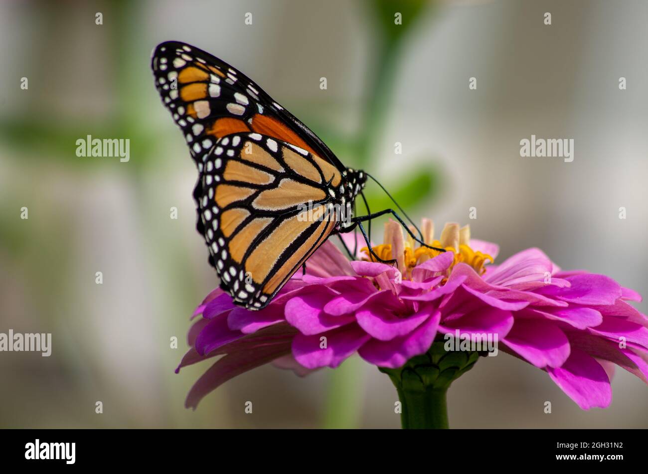 Side view of monarch butterfly hi-res stock photography and images - Alamy