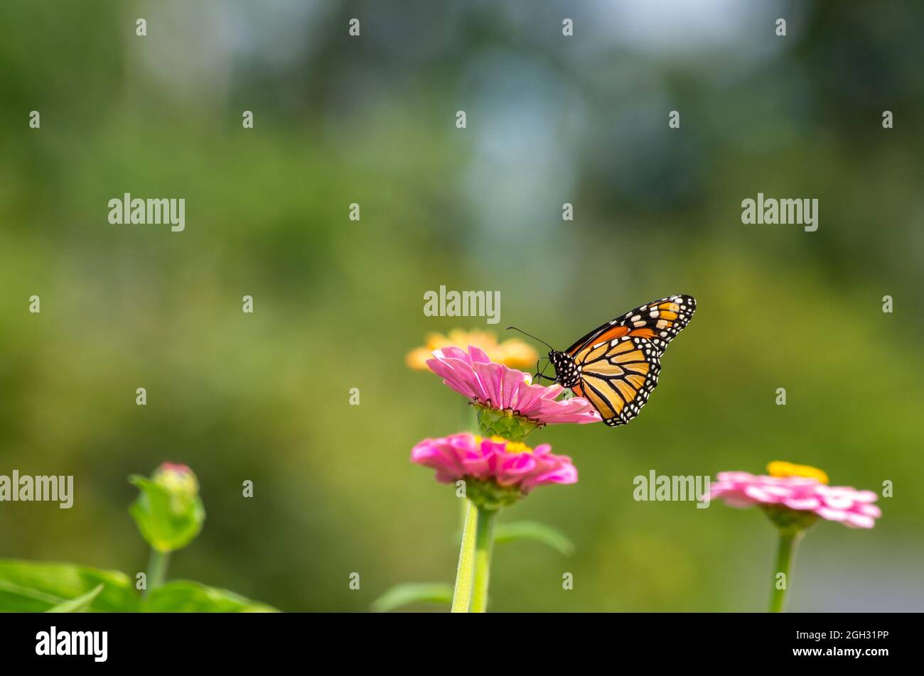 side view of monarch butterfly on a flower Stock Photo - Alamy