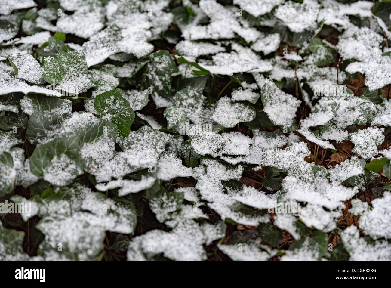 The first snow on the plants in the garden. Autumn weather. Snowflakes ...