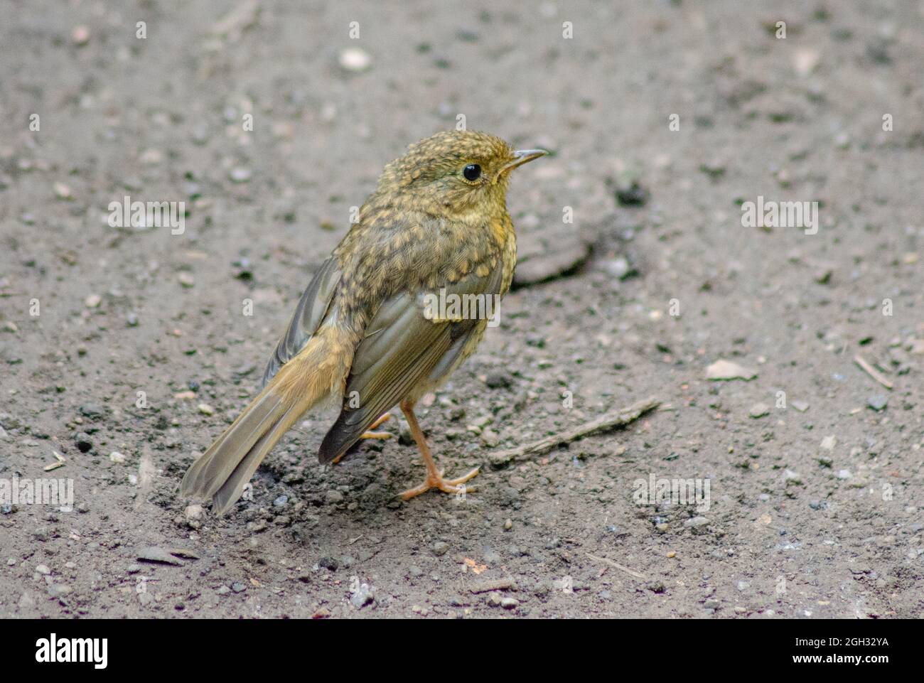 Spatz vogel hi-res stock photography and images - Alamy