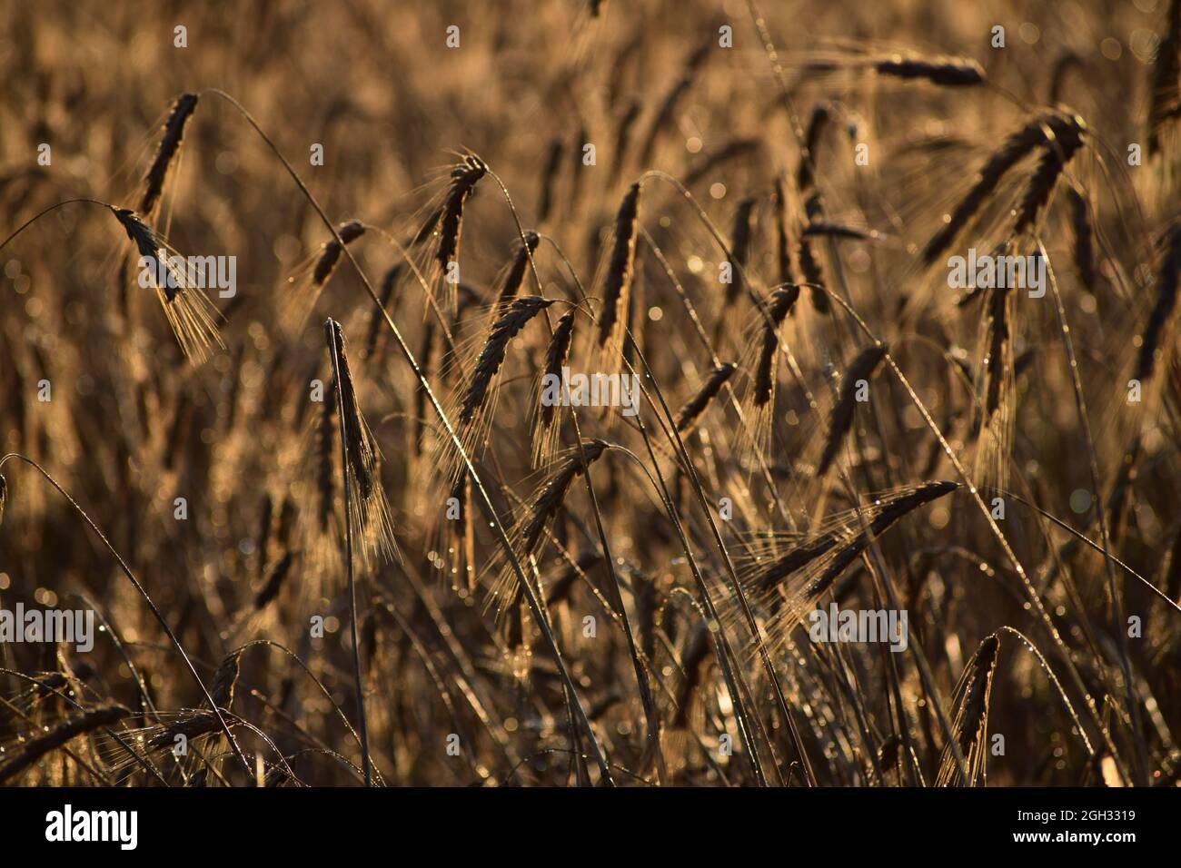 Wheat field shines golden in the Morning light Stock Photo - Alamy