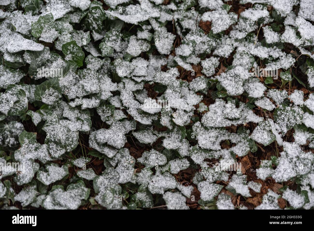 The first snow on the plants in the garden. Autumn weather. Snowflakes ...