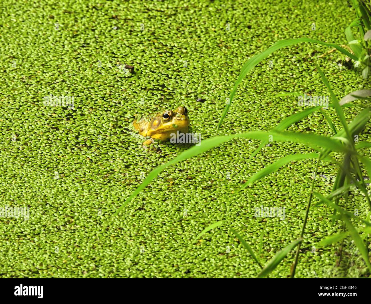 Frog in the Pond: A young bullfrog sits on the edge of a pond covered ...
