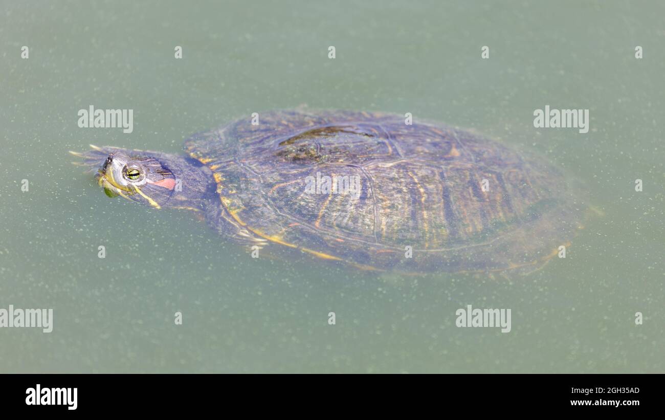 Turtle swimming to camera hi-res stock photography and images - Alamy