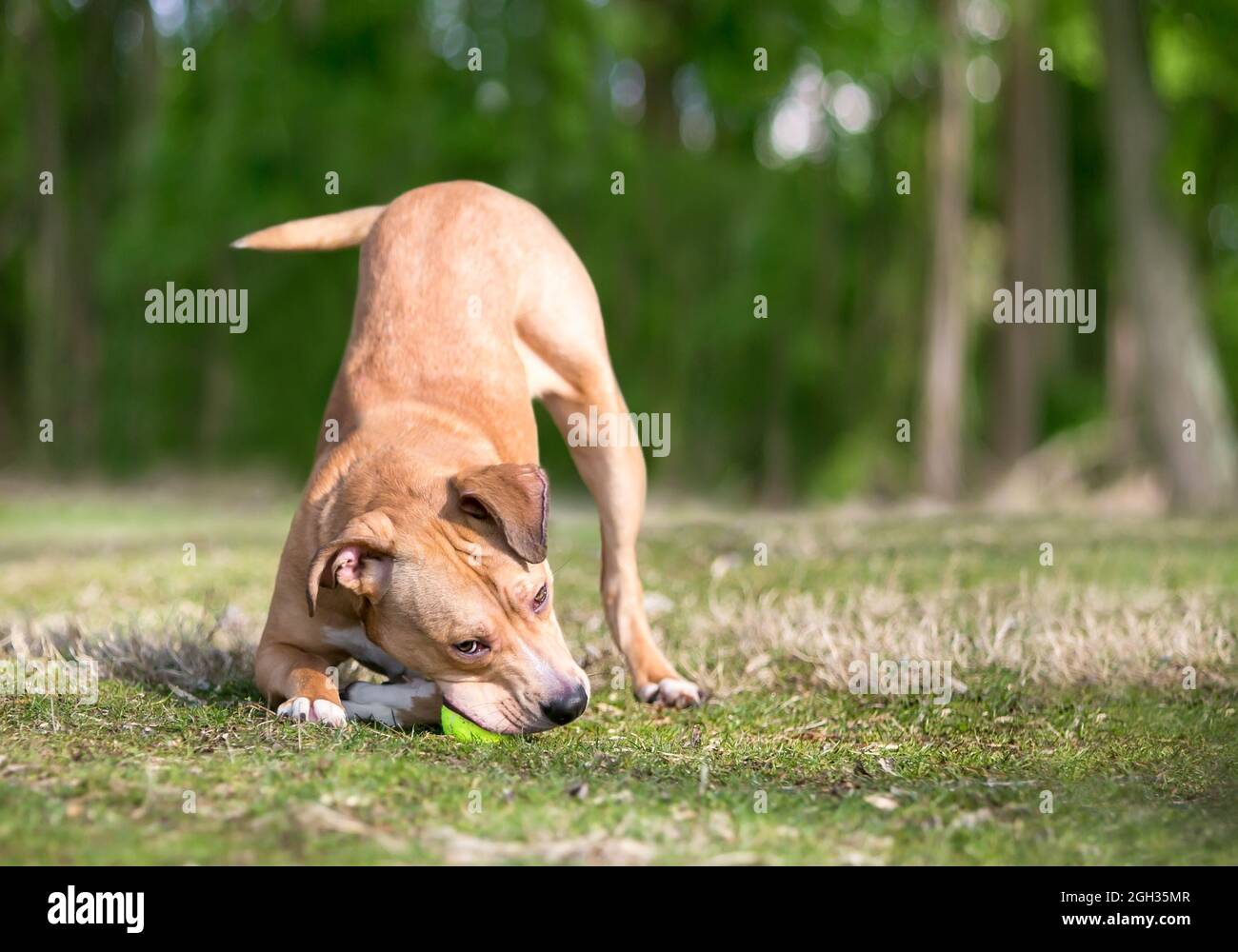 A Retriever x Pit Bull Terrier mixed breed dog in a play bow position ...