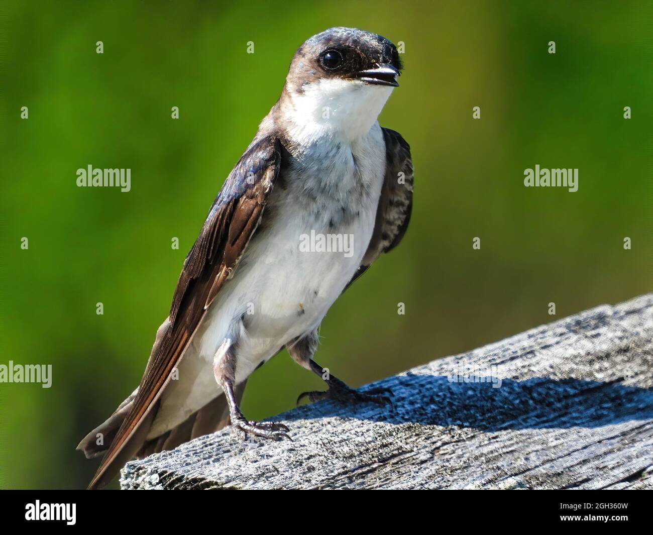 Tree Swallow Bird Perched on Bird House: A young tree swallow bird ...