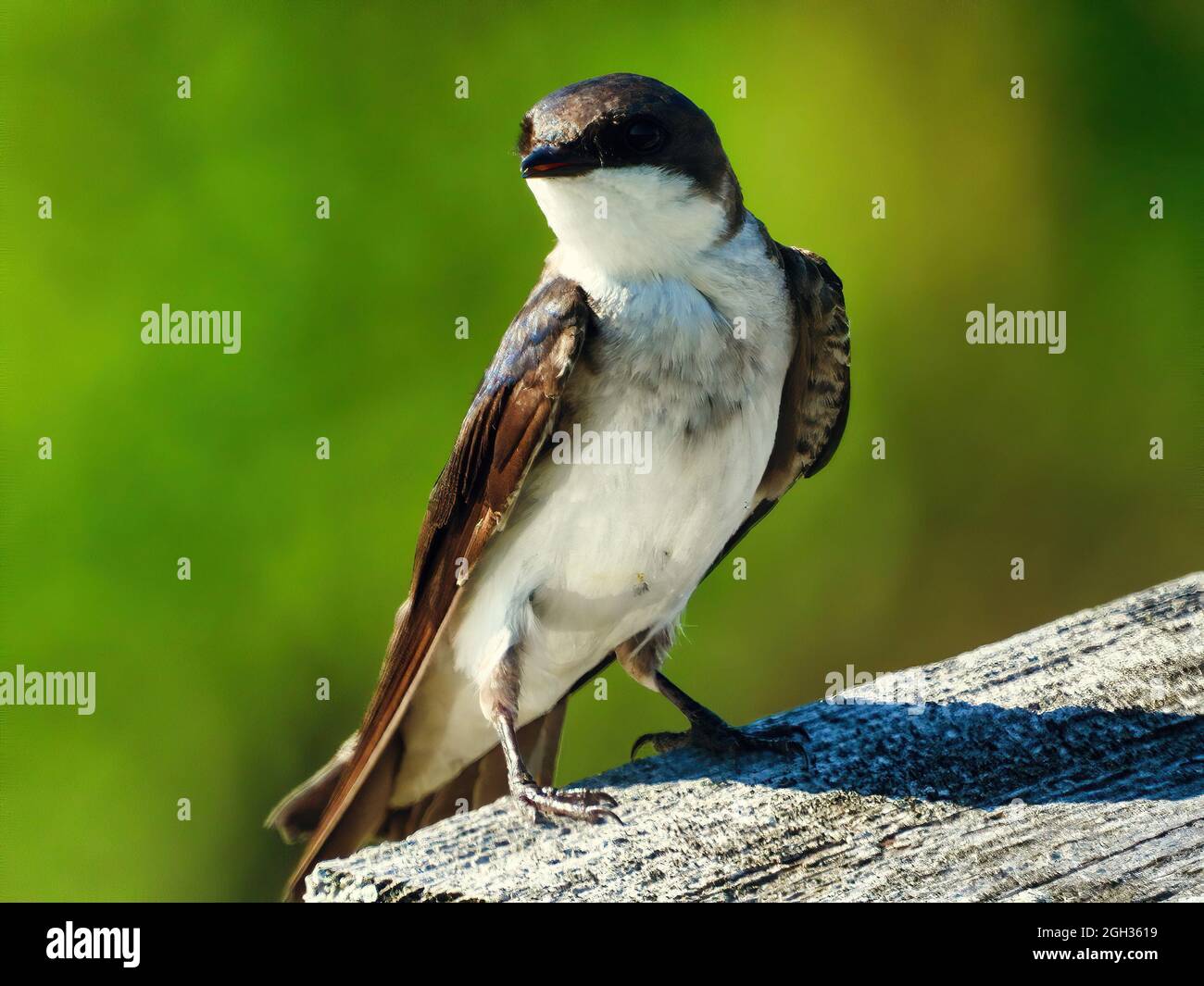 North Texas Tree Swallows