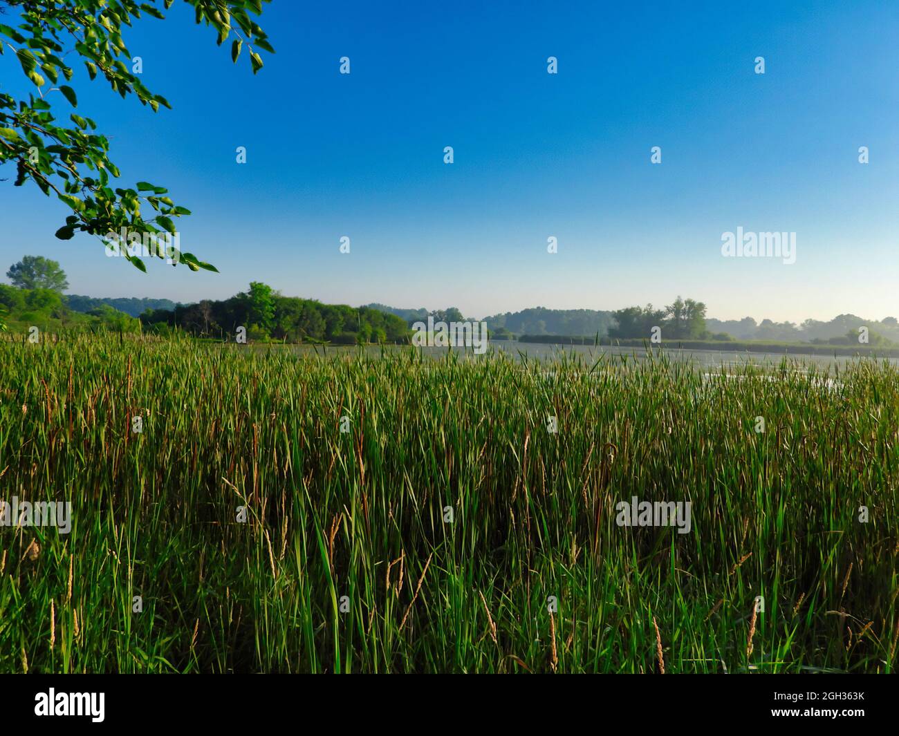 Summer Landscape View of Marsh with Cattails and High Grass Growing in ...