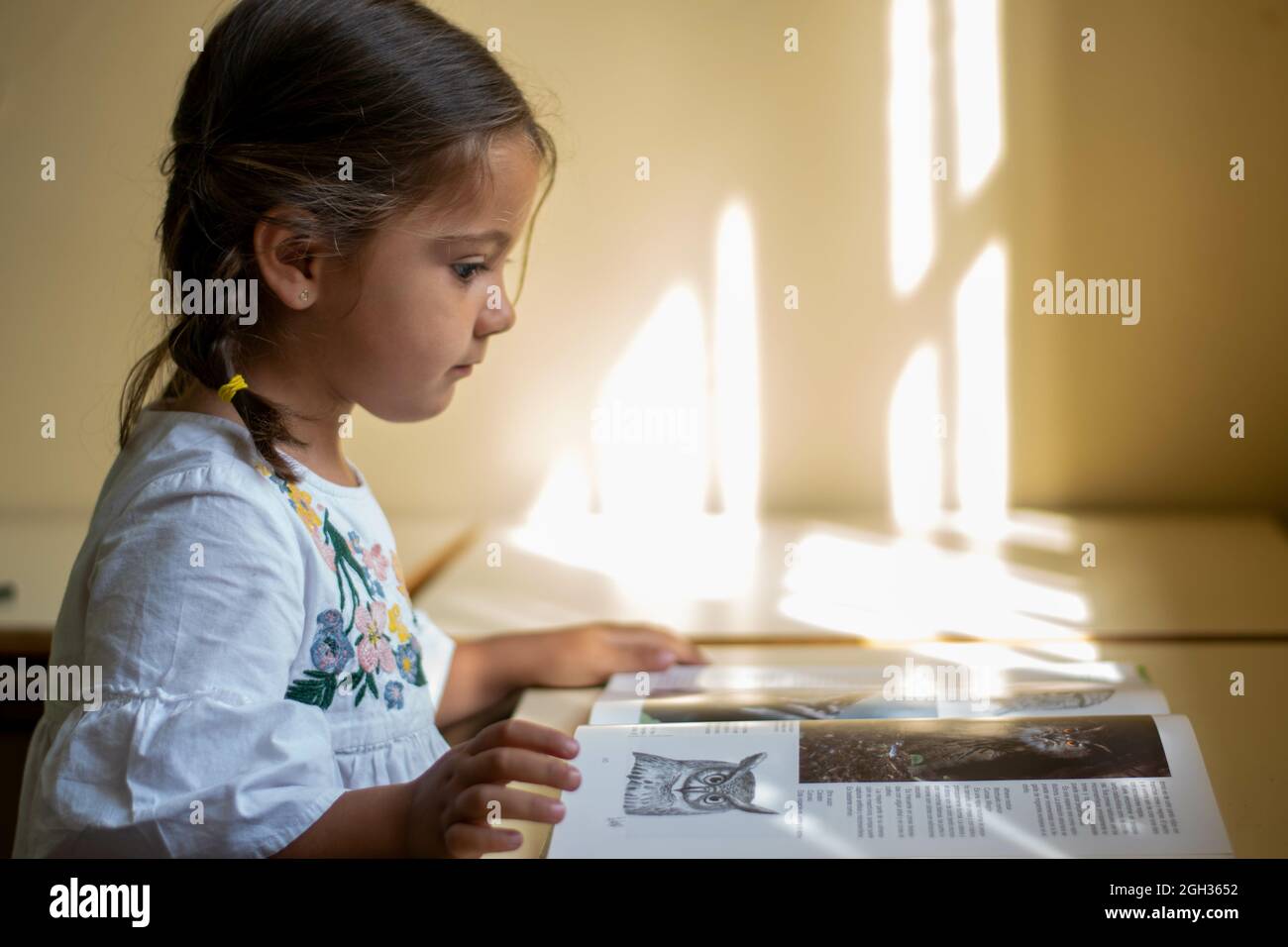 Cute little girl with pigtails sitting in a classroom and reading Stock ...