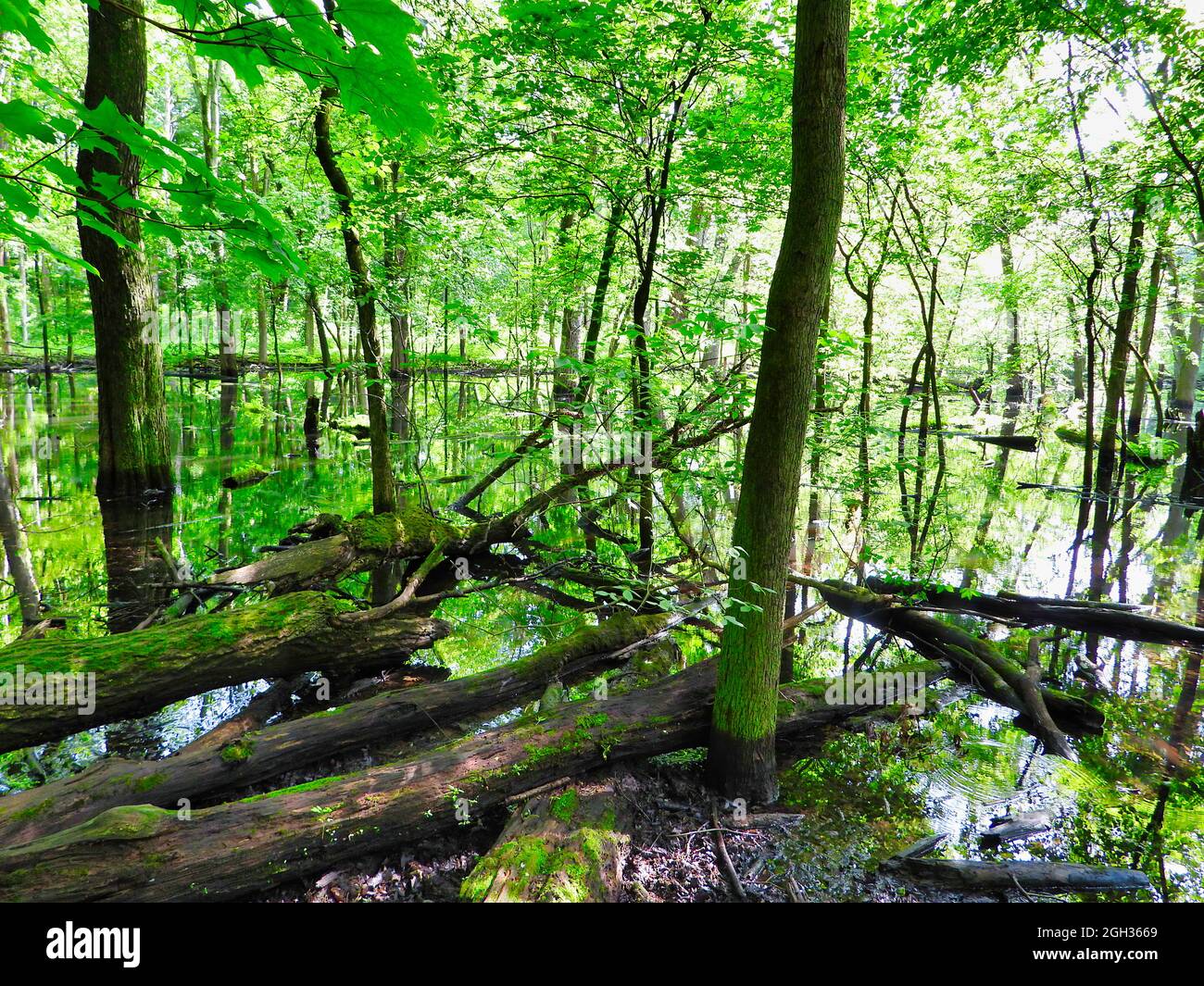 Tropical rainforest floor sun hi-res stock photography and images - Alamy
