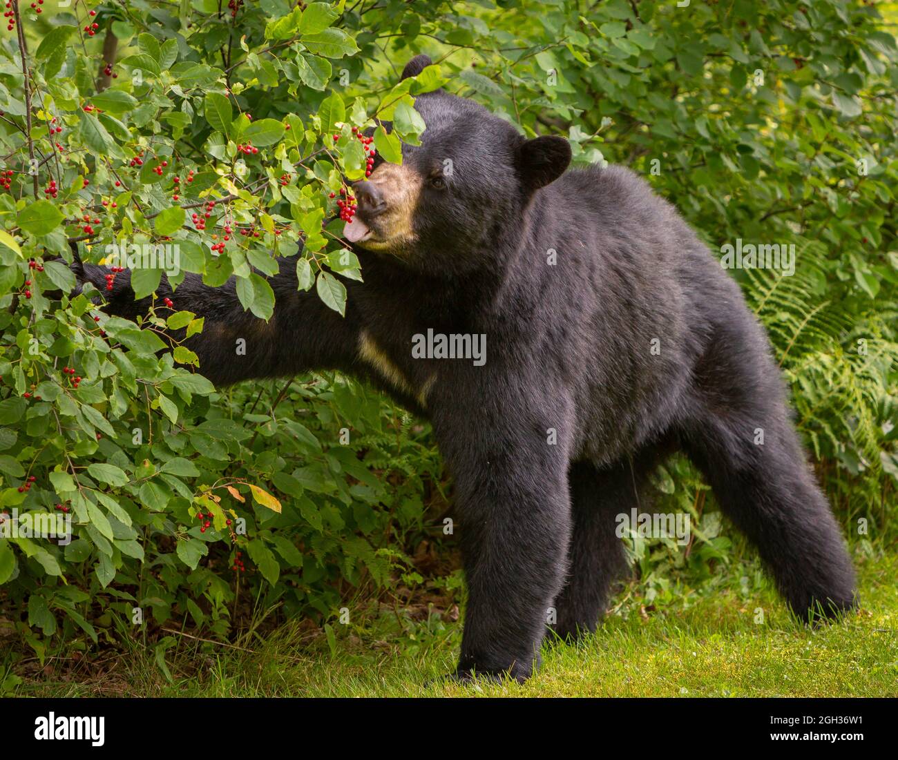 Black Bear Eating