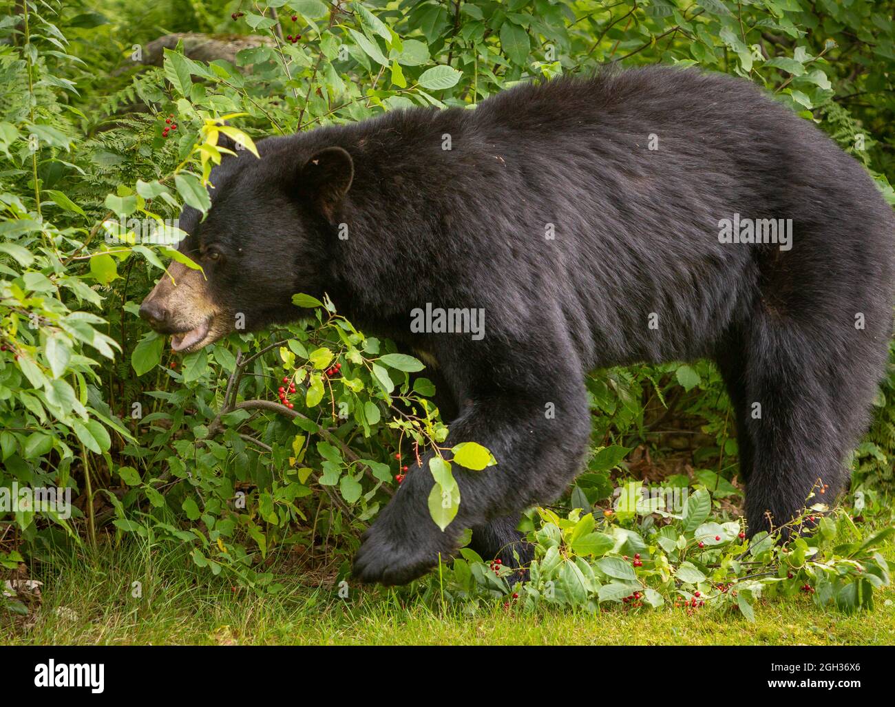 WARREN, VERMONT, USA - American black bear browsing for choke cherries ...