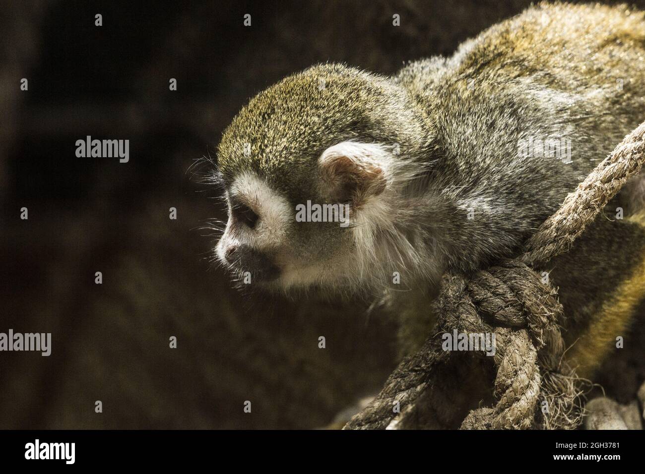Colobus monkey chimpanzee hi-res stock photography and images - Alamy