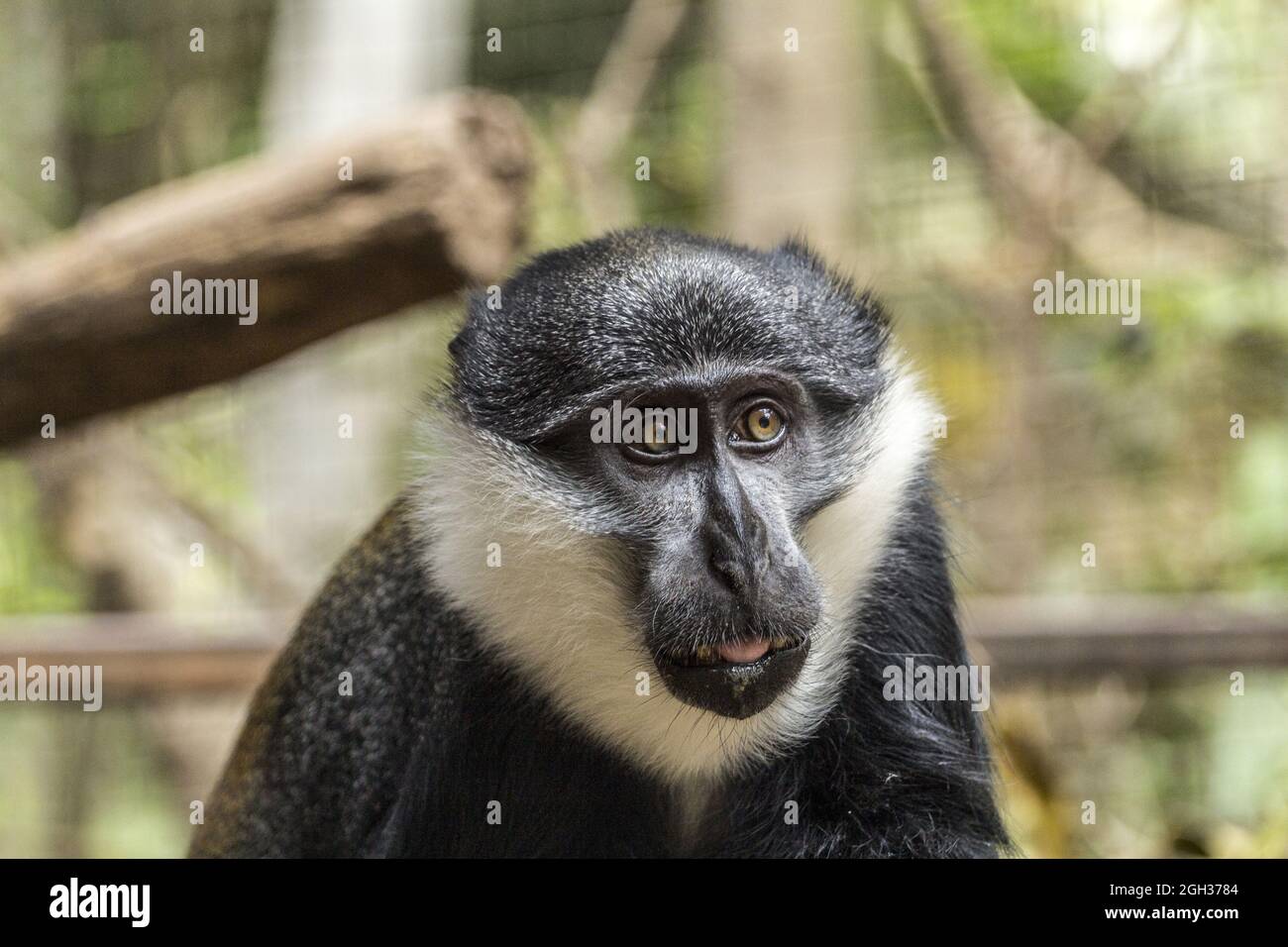 Colobus monkey chimpanzee hi-res stock photography and images - Alamy