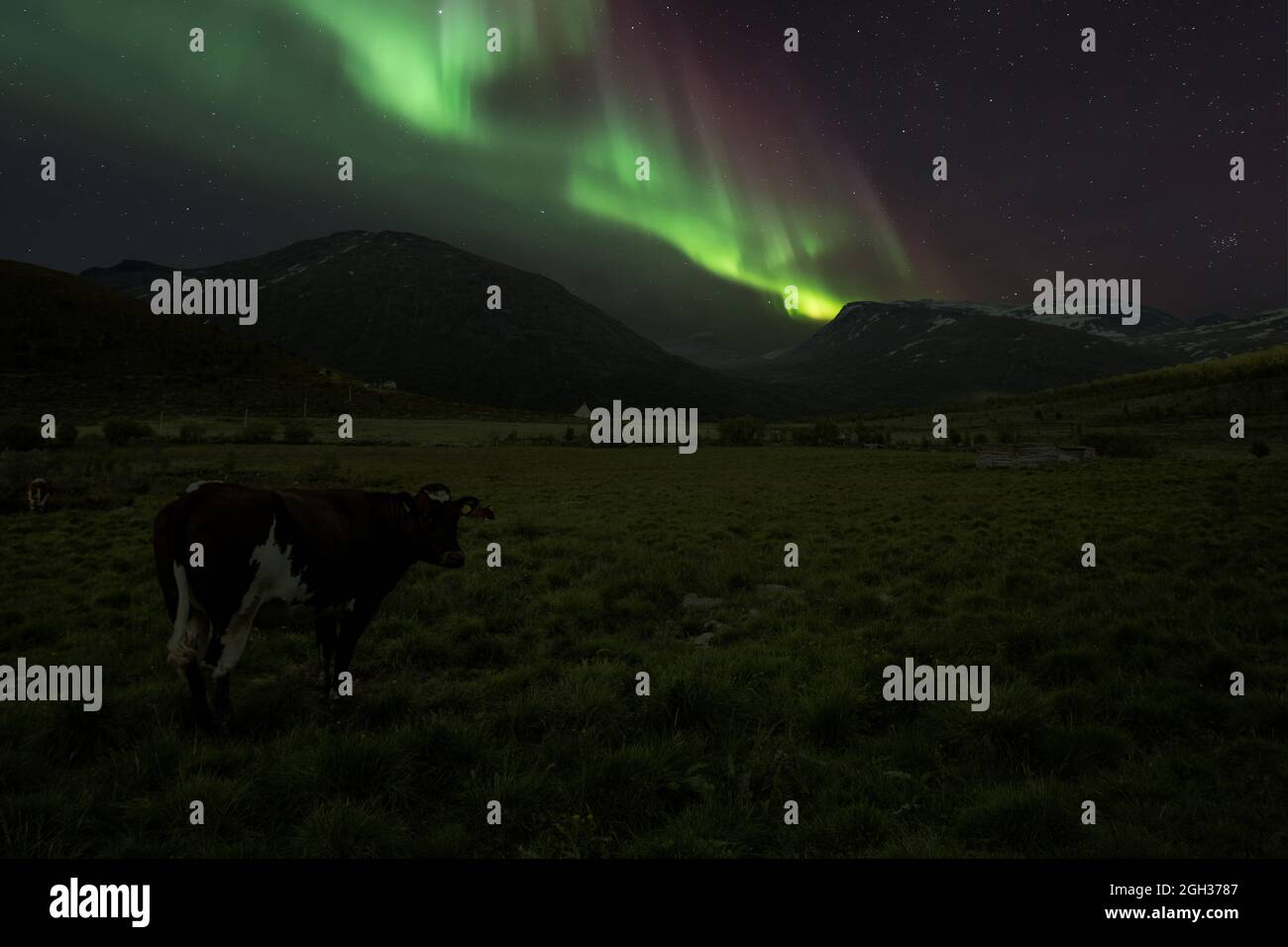 Norwegian Cow High Resolution Stock Photography and Images - Alamy