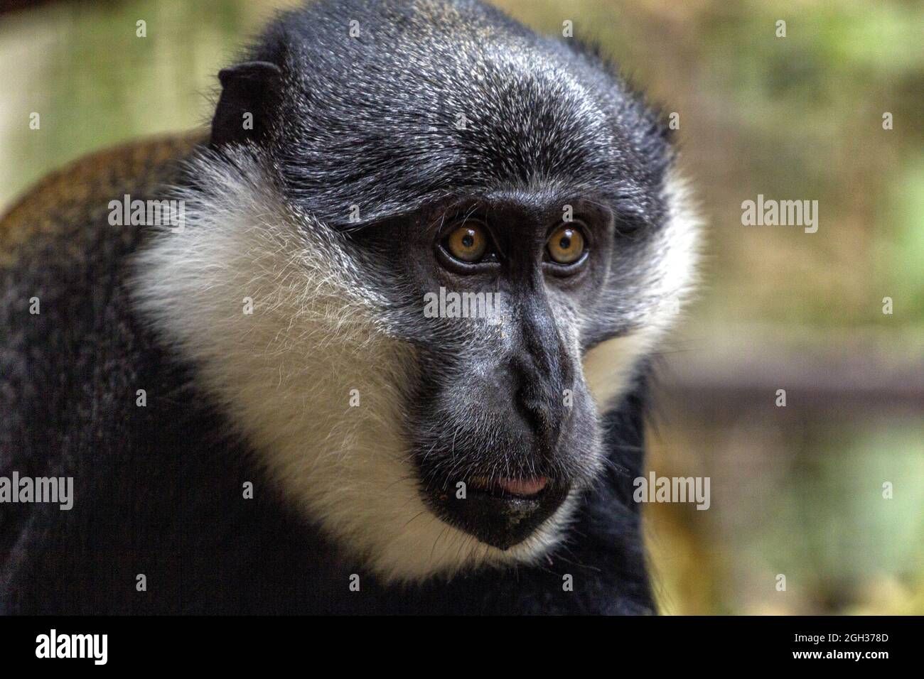 Portrait of a cute Colobus Monkey at a zoo Stock Photo - Alamy