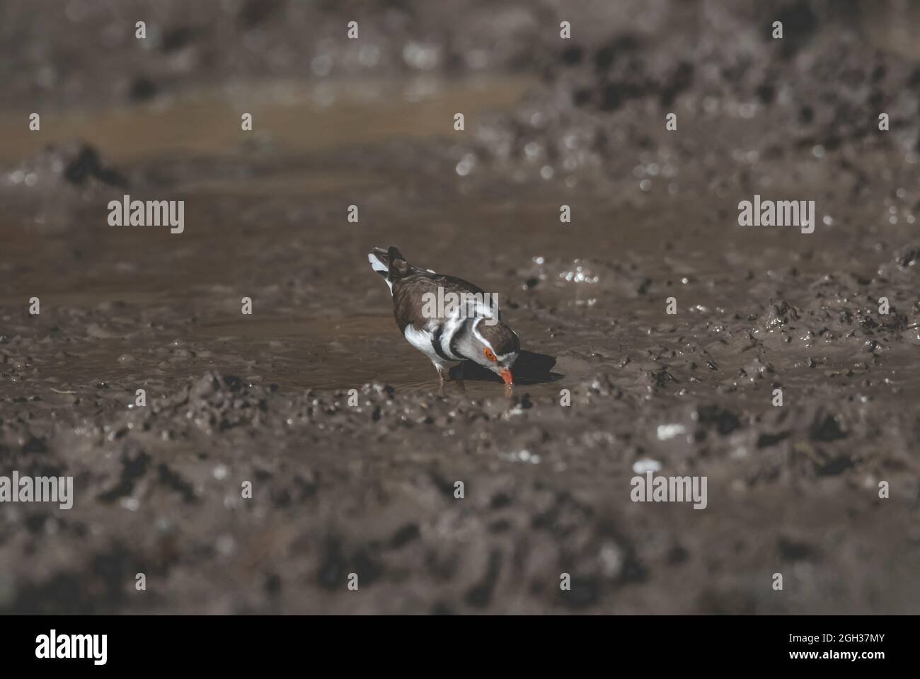Three banded plover, (Charadrius tricollaris), Kriger National Park ...