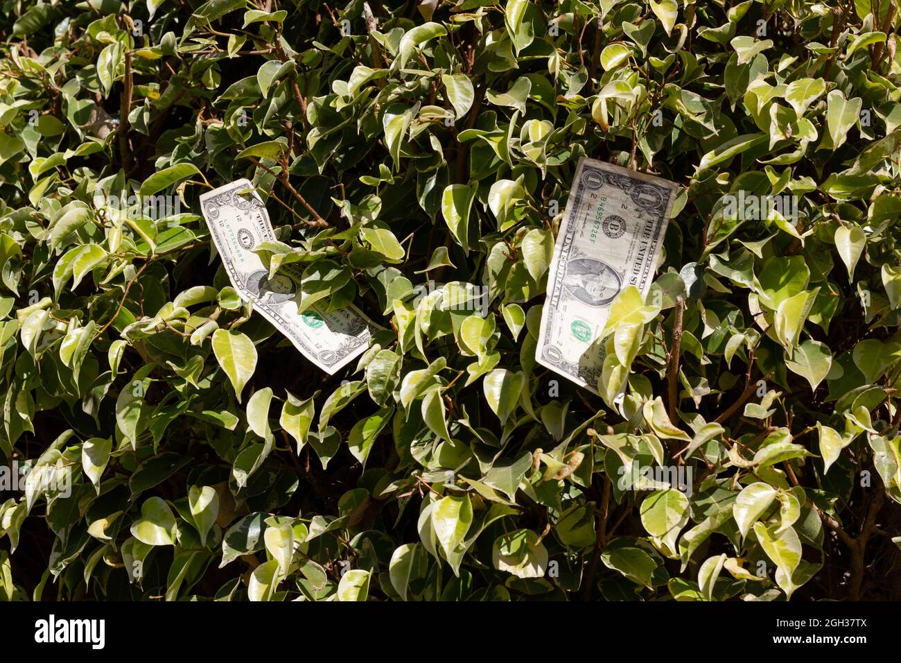 One dollar bills hanging on green leaves bush. Money growing on trees ...